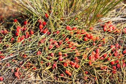 Efedrina como termogênico pode ser extremamente grave para sua saúde!