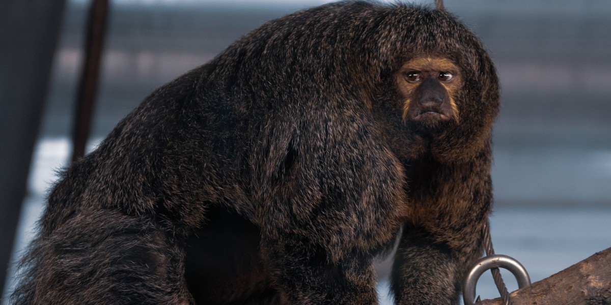 Veja a macaca 'musculosa' da Finlândia que viralizou na internet